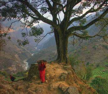 Nepal: Forests of Nepal